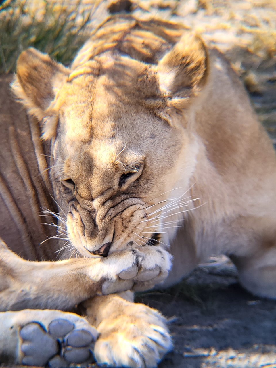 Hooked on Safari after doing Ndutu, Tarangine and Ngorongoro crater ...
