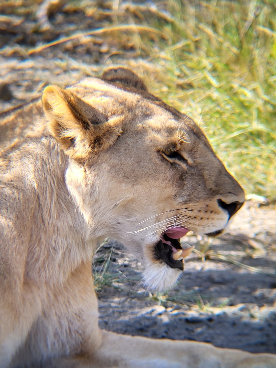 Hooked on Safari after doing Ndutu, Tarangine and Ngorongoro crater ...