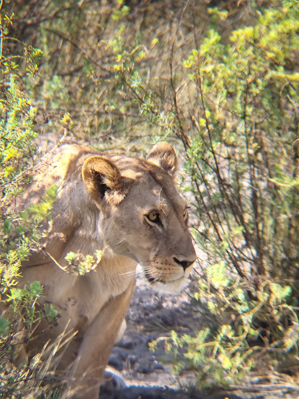 Hooked on Safari after doing Ndutu, Tarangine and Ngorongoro crater ...