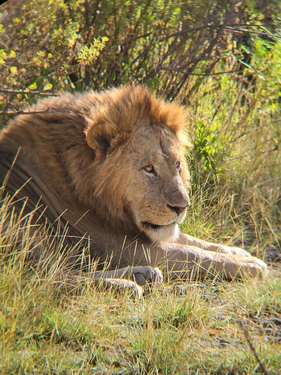 Hooked on Safari after doing Ndutu, Tarangine and Ngorongoro crater ...