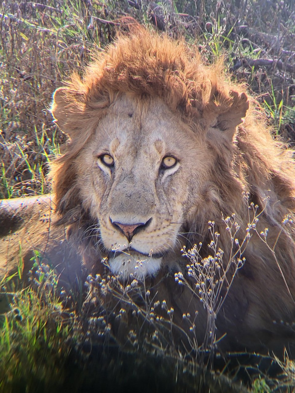 Hooked on Safari after doing Ndutu, Tarangine and Ngorongoro crater ...