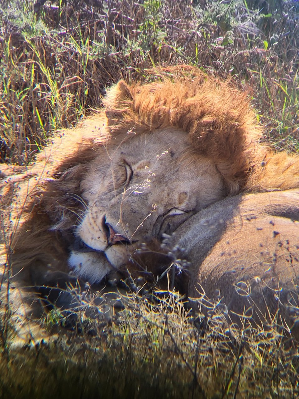 Hooked on Safari after doing Ndutu, Tarangine and Ngorongoro crater ...