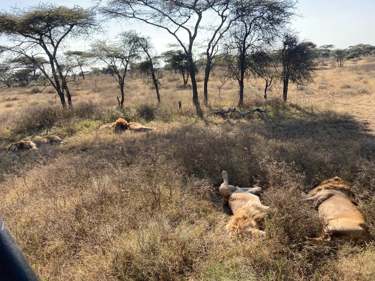 Hooked on Safari after doing Ndutu, Tarangine and Ngorongoro crater ...