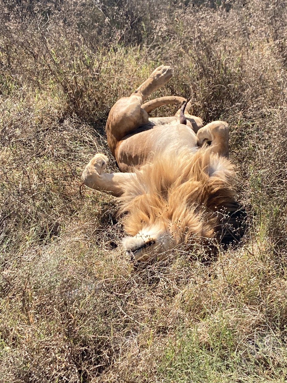 Hooked on Safari after doing Ndutu, Tarangine and Ngorongoro crater ...