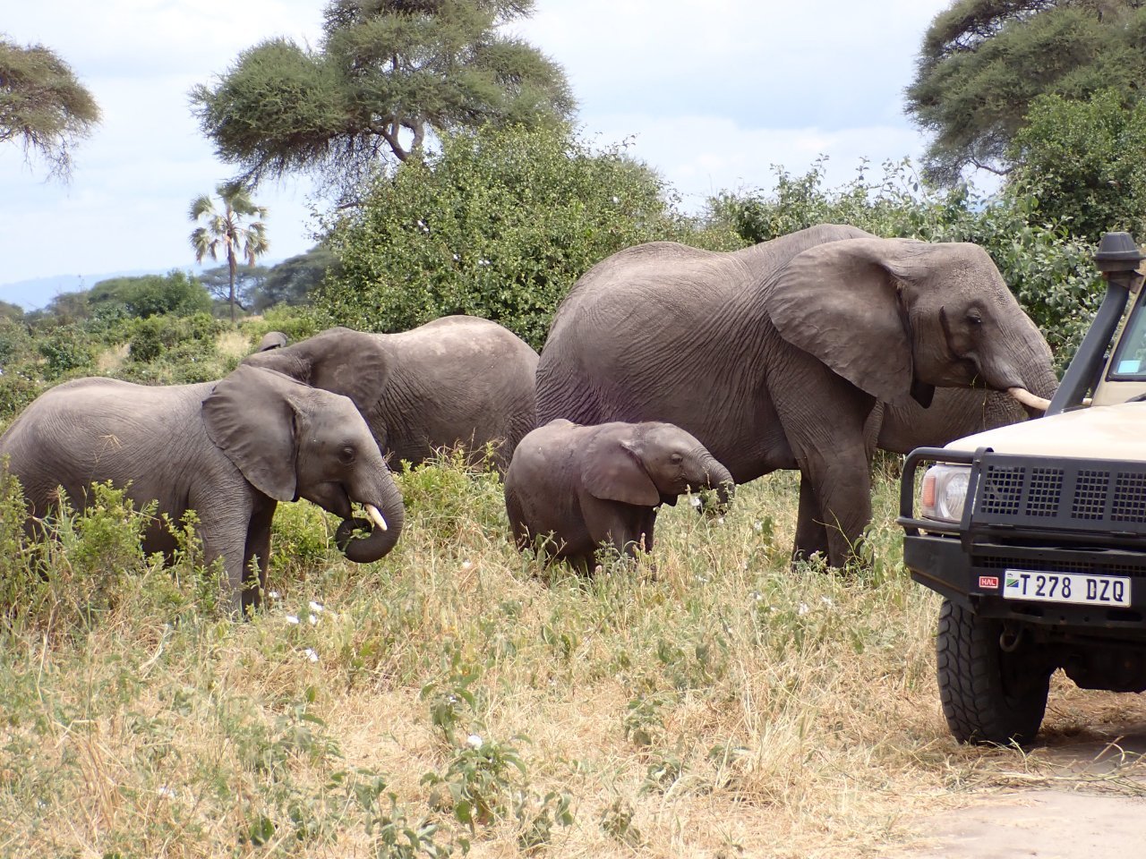 Hooked on Safari after doing Ndutu, Tarangine and Ngorongoro crater ...