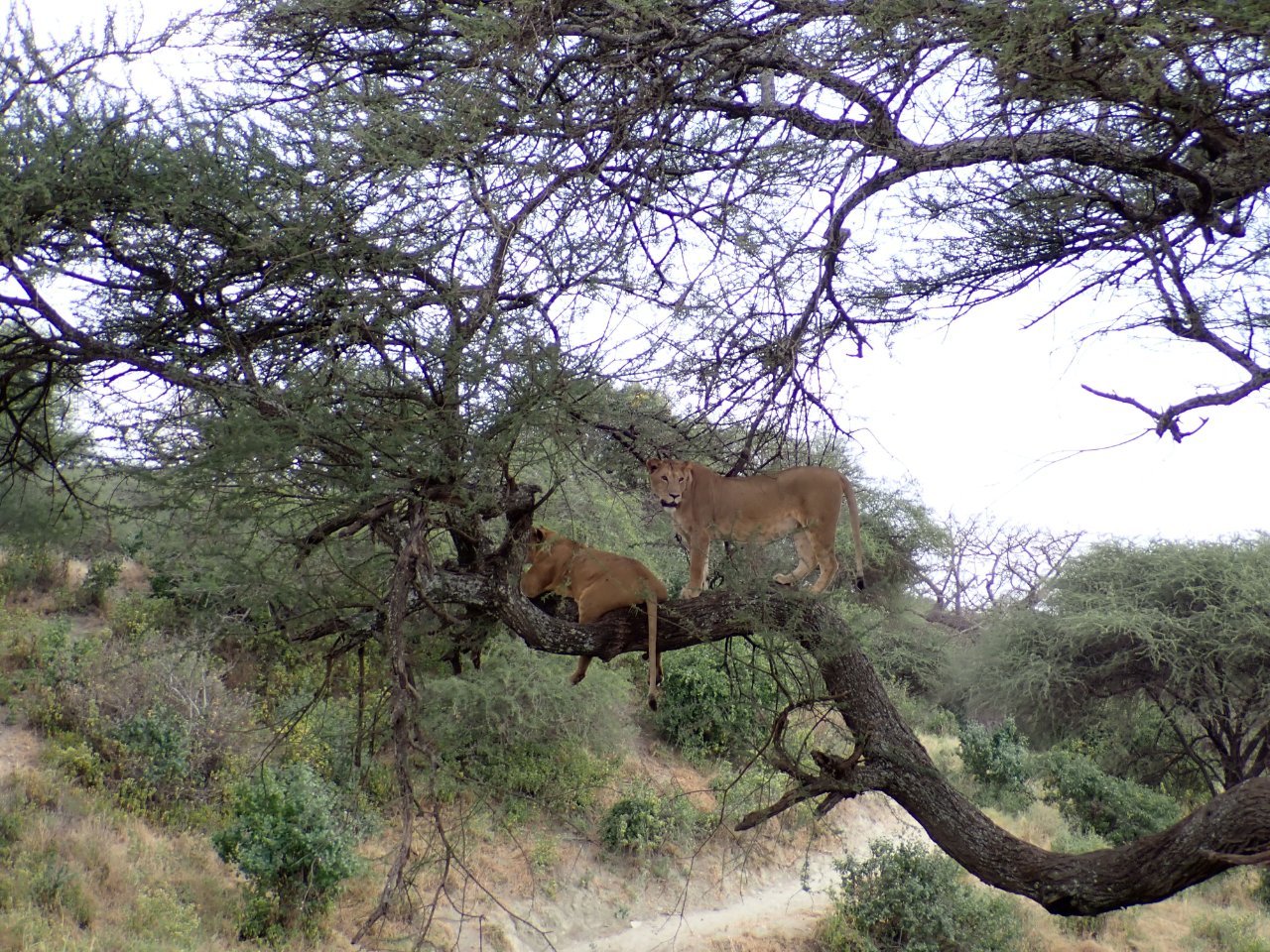 Hooked on Safari after doing Ndutu, Tarangine and Ngorongoro crater ...