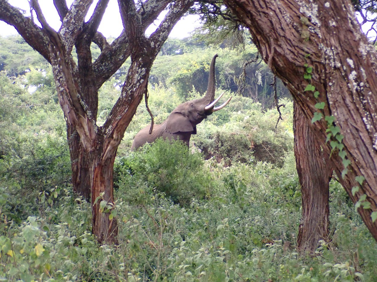 Hooked on Safari after doing Ndutu, Tarangine and Ngorongoro crater ...