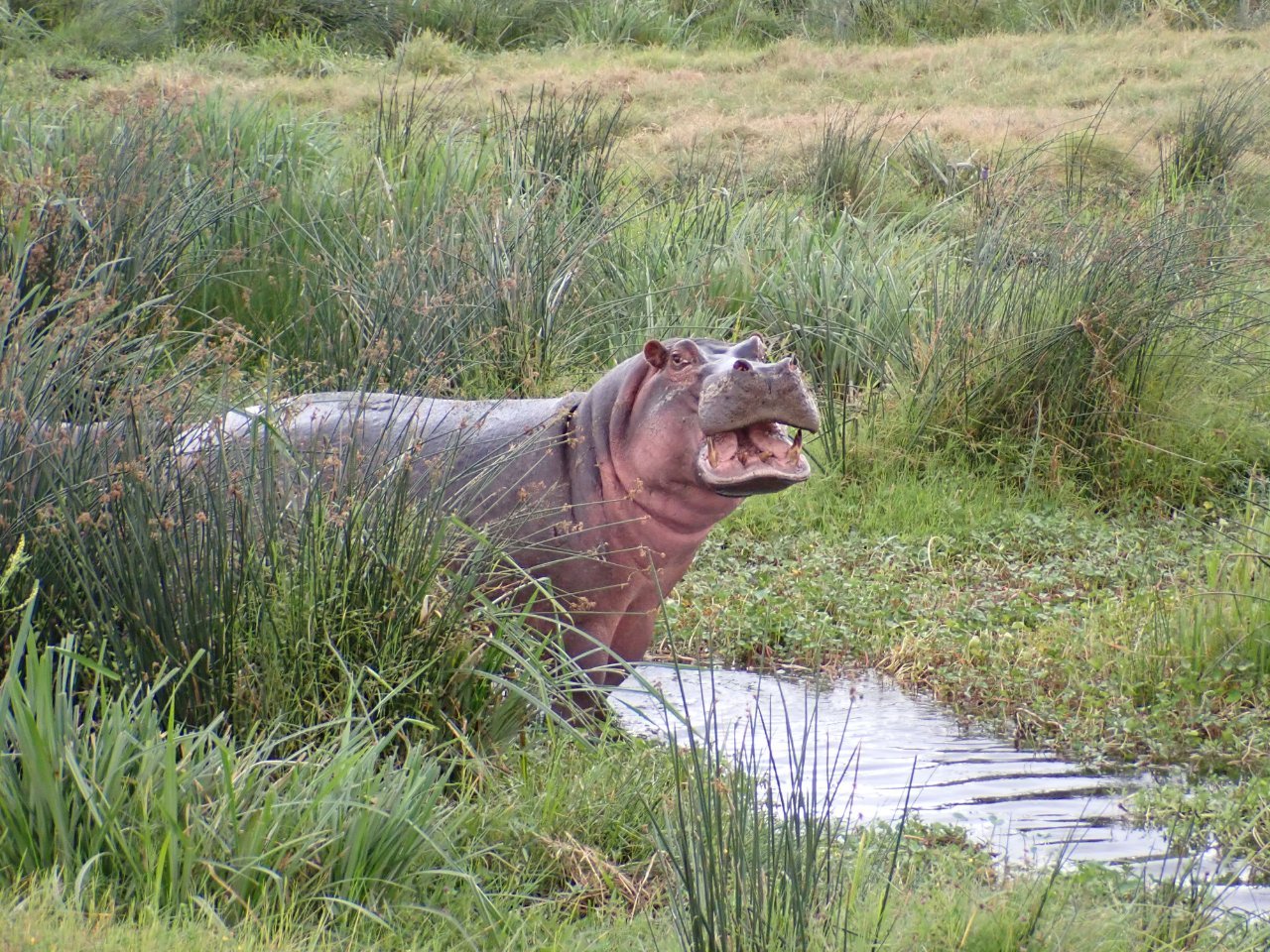 Hooked on Safari after doing Ndutu, Tarangine and Ngorongoro crater ...
