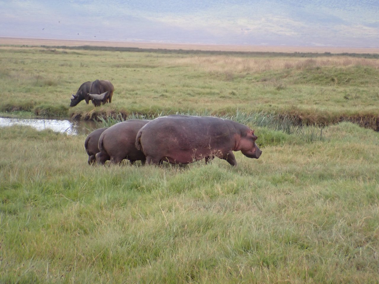 Hooked on Safari after doing Ndutu, Tarangine and Ngorongoro crater ...