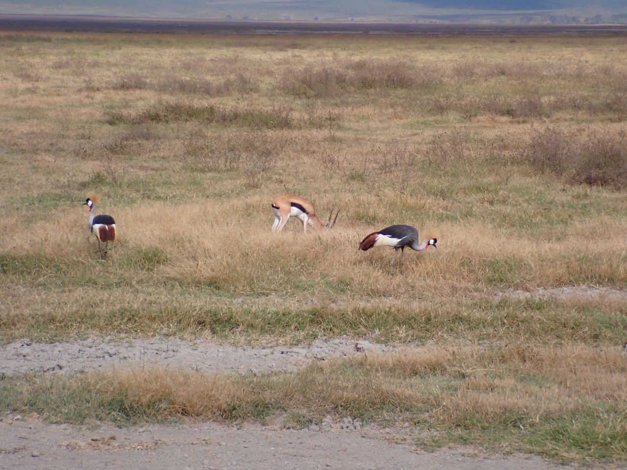 Hooked on Safari after doing Ndutu, Tarangine and Ngorongoro crater ...