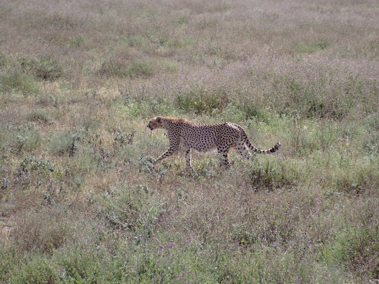 Hooked on Safari after doing Ndutu, Tarangine and Ngorongoro crater ...