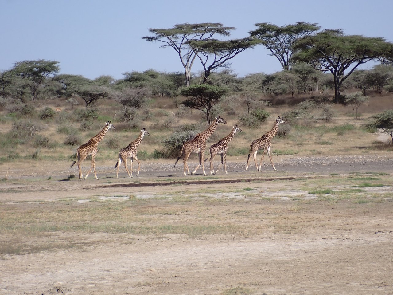 Hooked on Safari after doing Ndutu, Tarangine and Ngorongoro crater ...