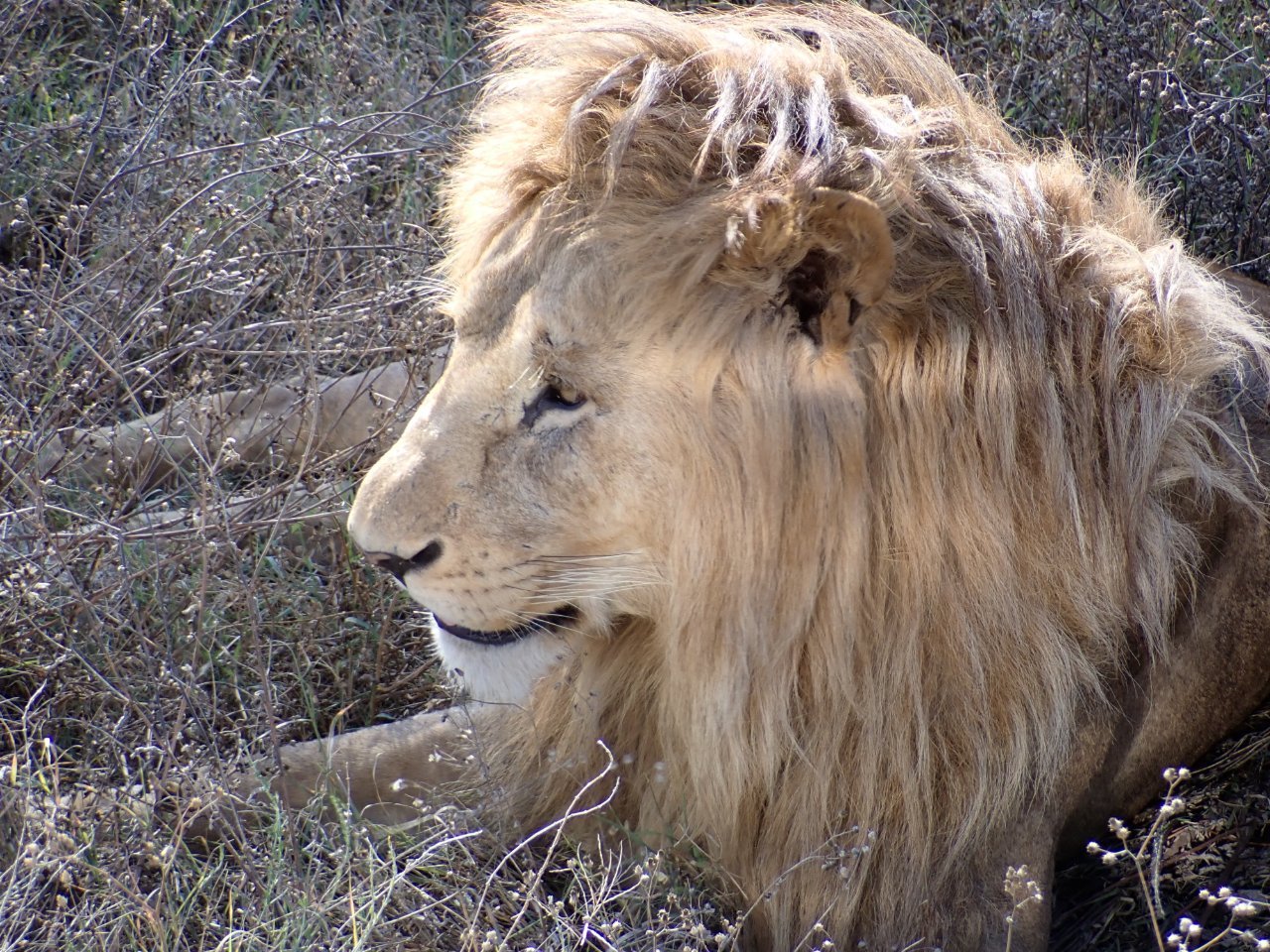 Hooked on Safari after doing Ndutu, Tarangine and Ngorongoro crater ...