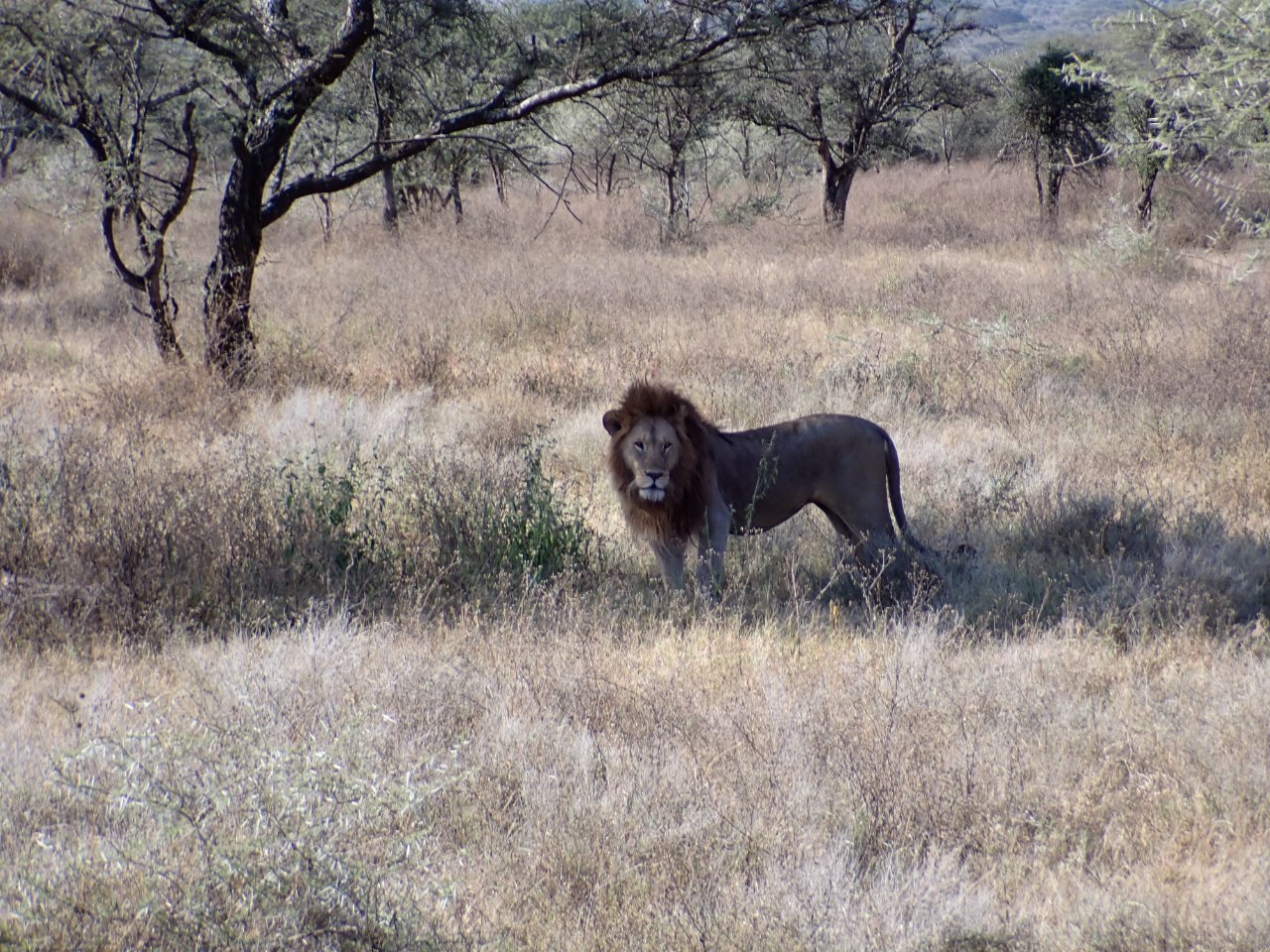 Hooked on Safari after doing Ndutu, Tarangine and Ngorongoro crater ...