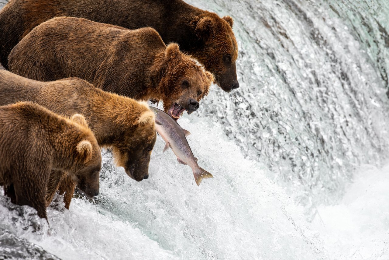 Show us your bears... - Wildlife images from around the world - Safaritalk