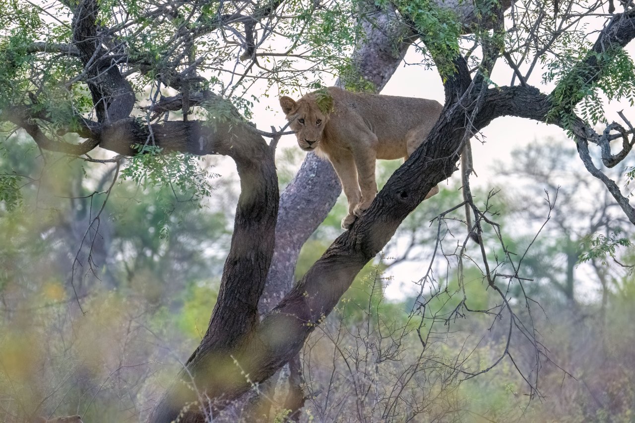 Do Look Up - a return to the Timbavati, November 2022 - South Africa ...