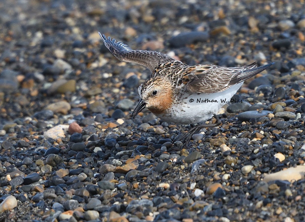 Alaska birding and mammal safari June 2023 - Page 2 - North America inc ...