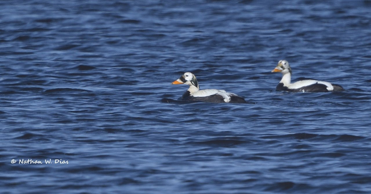 Alaska birding and mammal safari June 2023 - Page 2 - North America inc ...