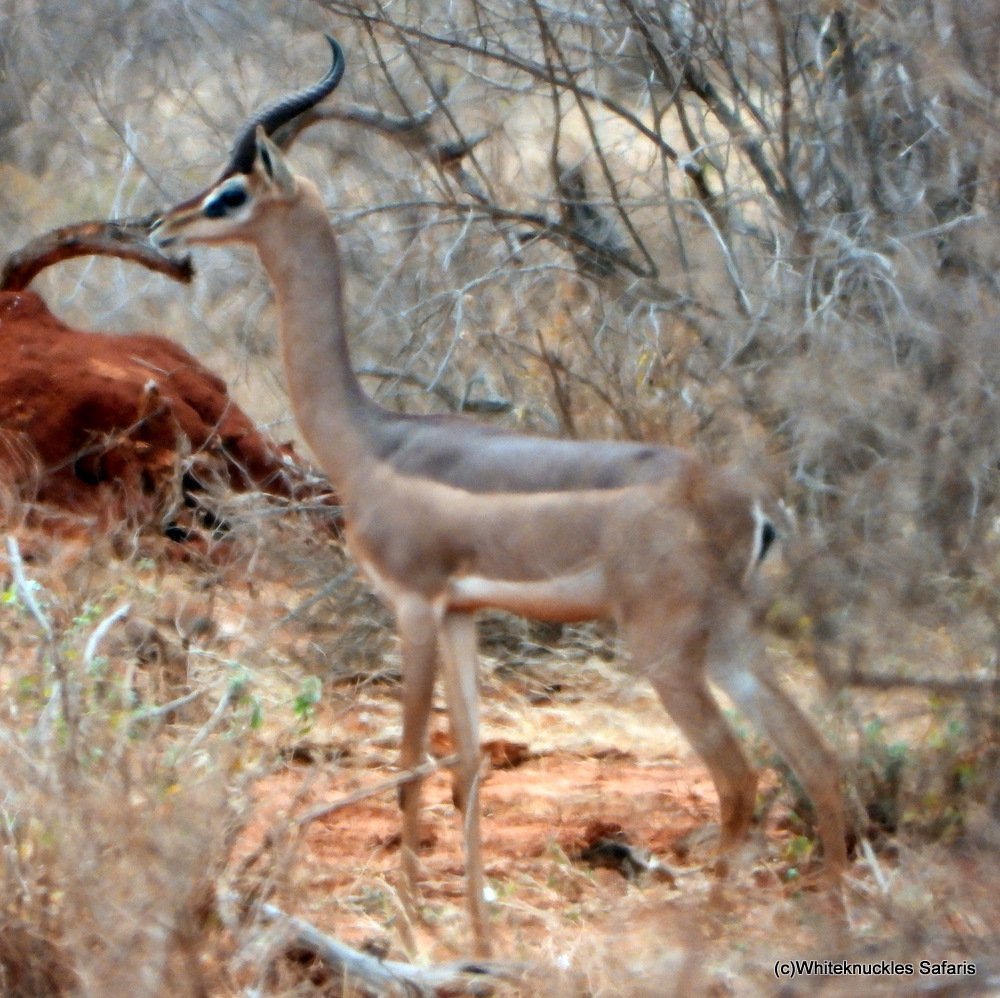 Galana comes round the Mountain. - Tanzania - Safaritalk