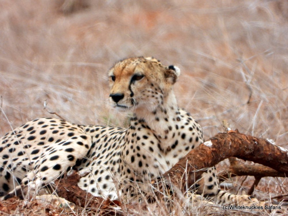 Galana comes round the Mountain. - Tanzania - Safaritalk