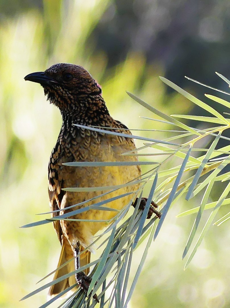 Around Alice after rain : birding the green Red Centre. - Australasia ...