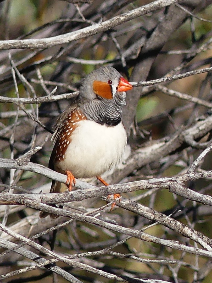 Around Alice after rain : birding the green Red Centre. - Australasia ...