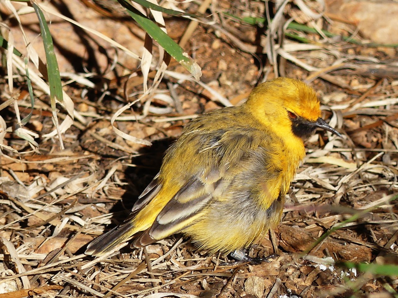 Around Alice after rain : birding the green Red Centre. - Australasia ...
