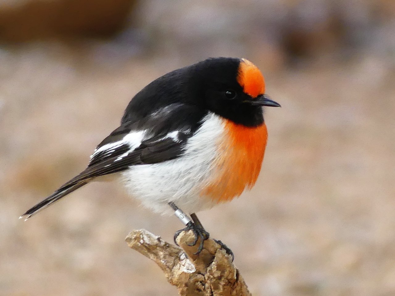 Around Alice after rain : birding the green Red Centre. - Australasia ...