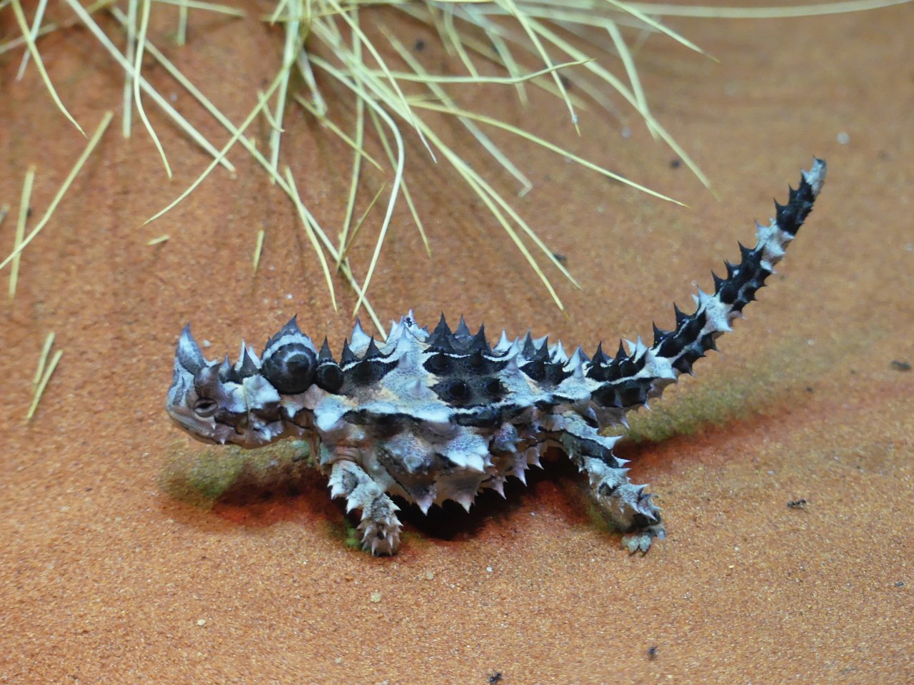 Around Alice after rain : birding the green Red Centre. - Australasia ...