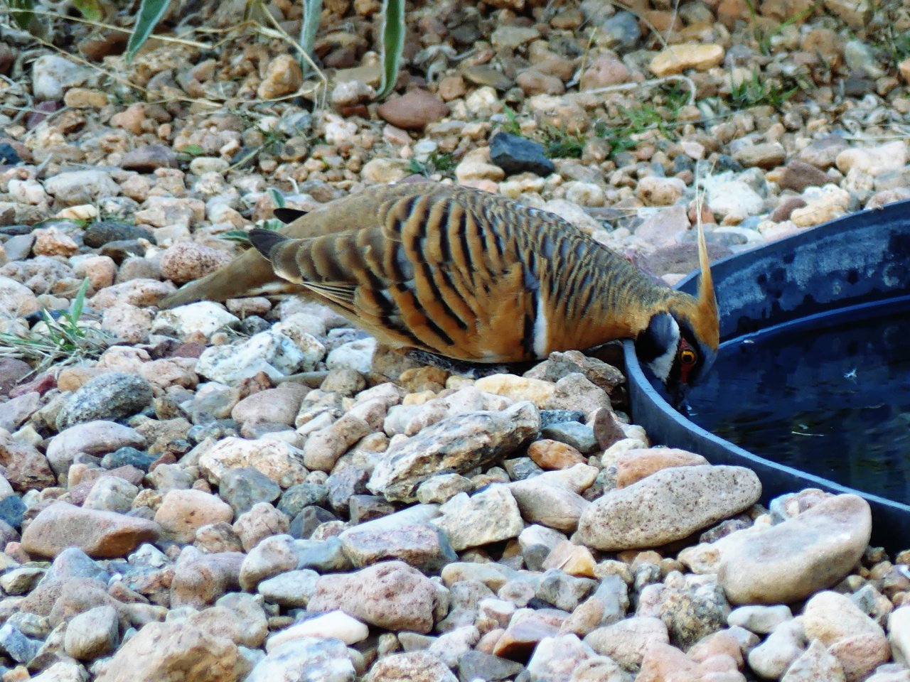 Around Alice after rain : birding the green Red Centre. - Australasia ...