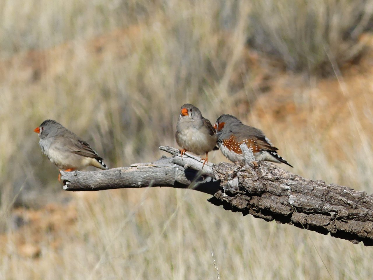 Around Alice after rain : birding the green Red Centre. - Australasia ...