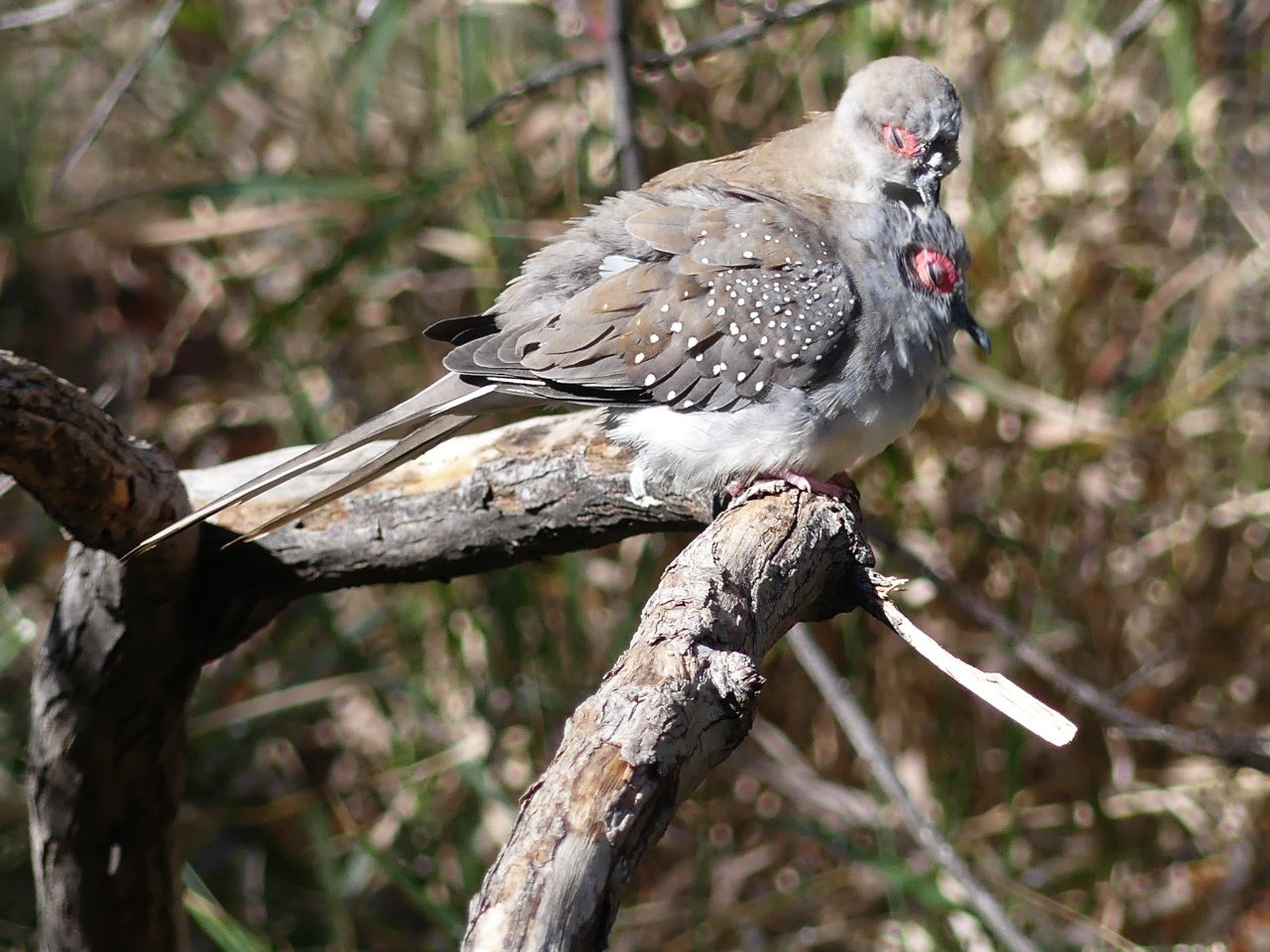 Around Alice after rain : birding the green Red Centre. - Australasia ...