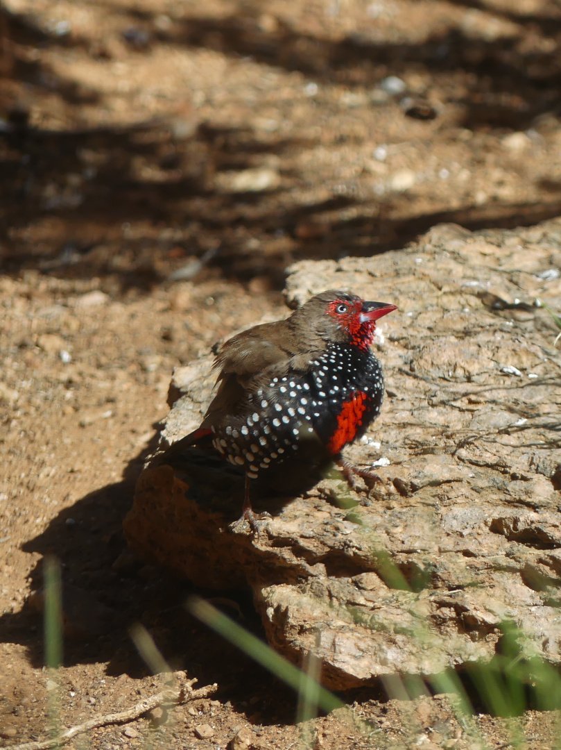Around Alice after rain : birding the green Red Centre. - Australasia ...