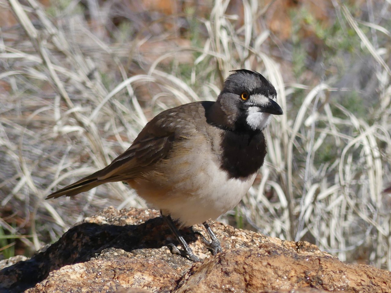 Around Alice after rain : birding the green Red Centre. - Australasia ...