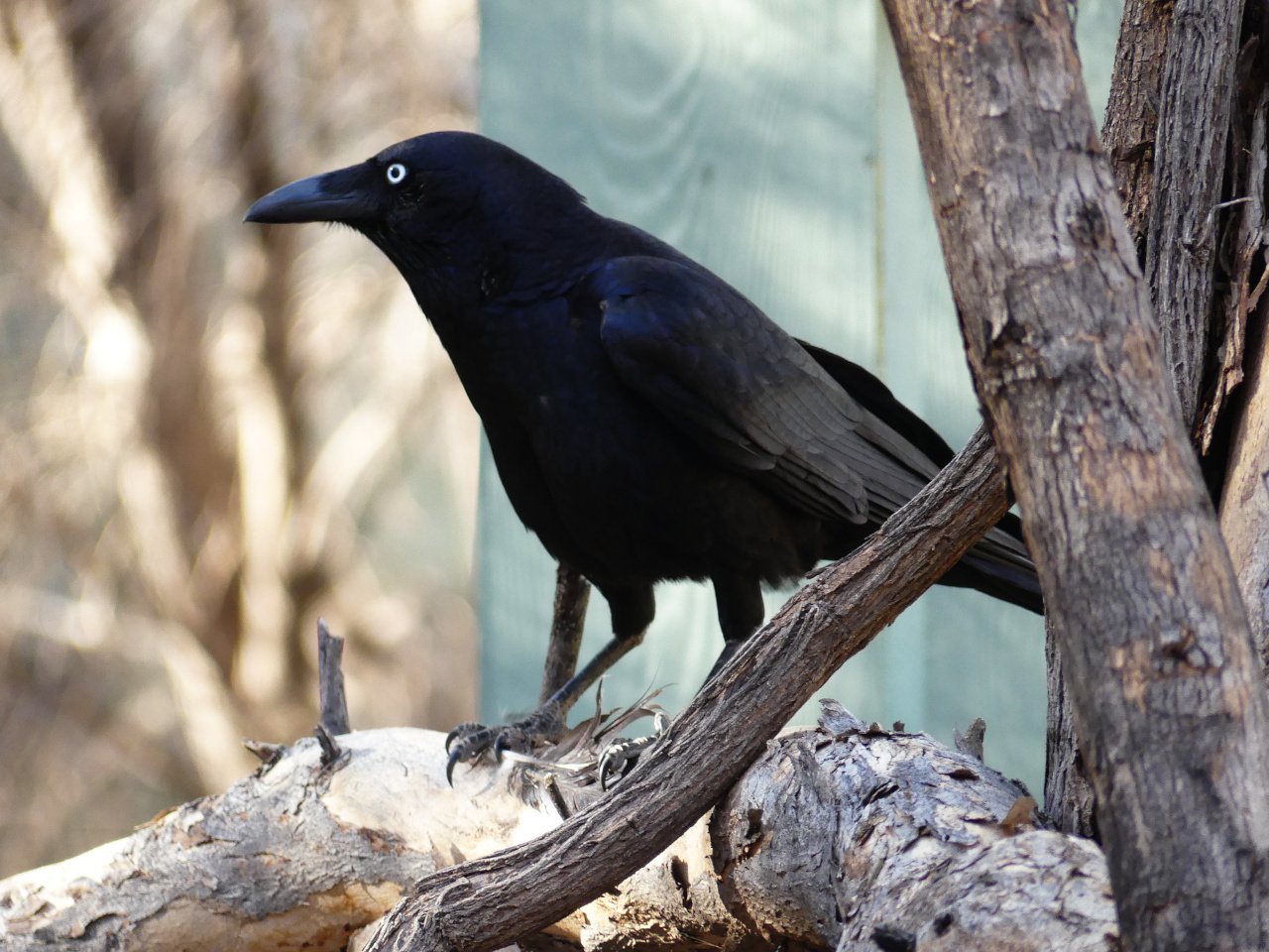 Around Alice after rain : birding the green Red Centre. - Australasia ...