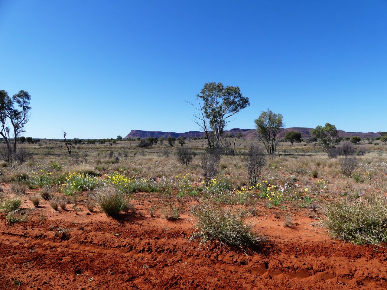 Around Alice after rain : birding the green Red Centre. - Australasia ...