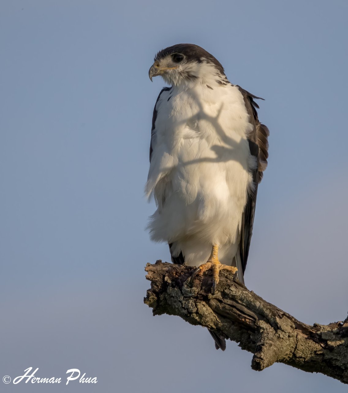 Belated BY - 6th year! Herman&Kit - Big Year 2023 - Safaritalk