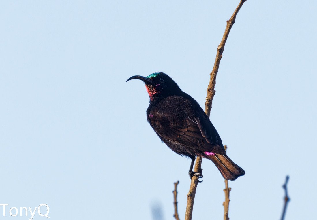 KZN winter birding and mammals- July 2023 - South Africa - Safaritalk