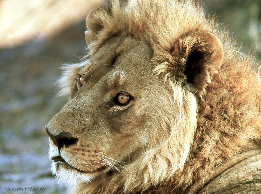 Chapter 4: The pride, and "the blood brothers" - Page 2 - Historical ...