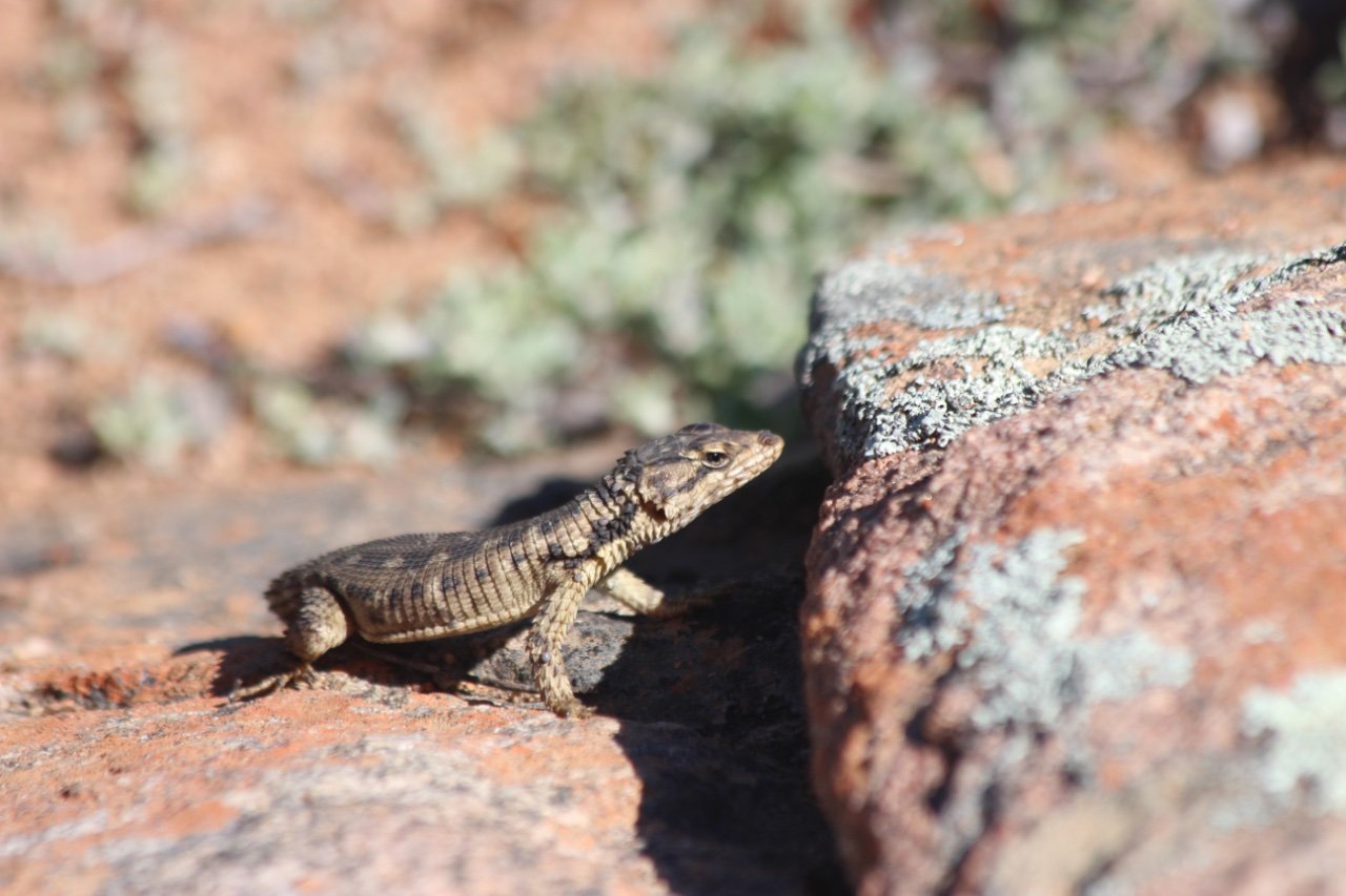 Leeu, and Ystervark, and strandwolf, oh my! - Page 2 - South Africa ...