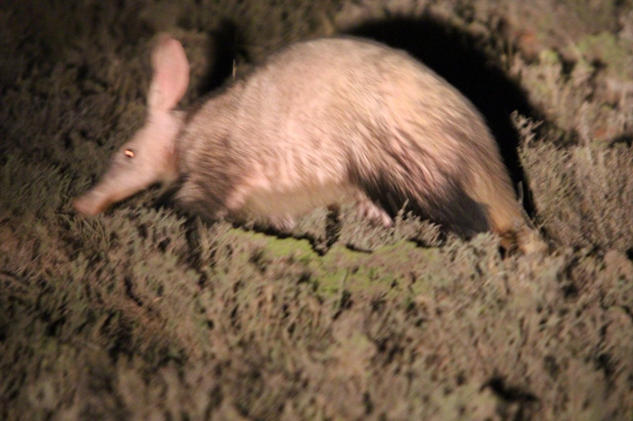 Leeu, and Ystervark, and strandwolf, oh my! - South Africa - Safaritalk