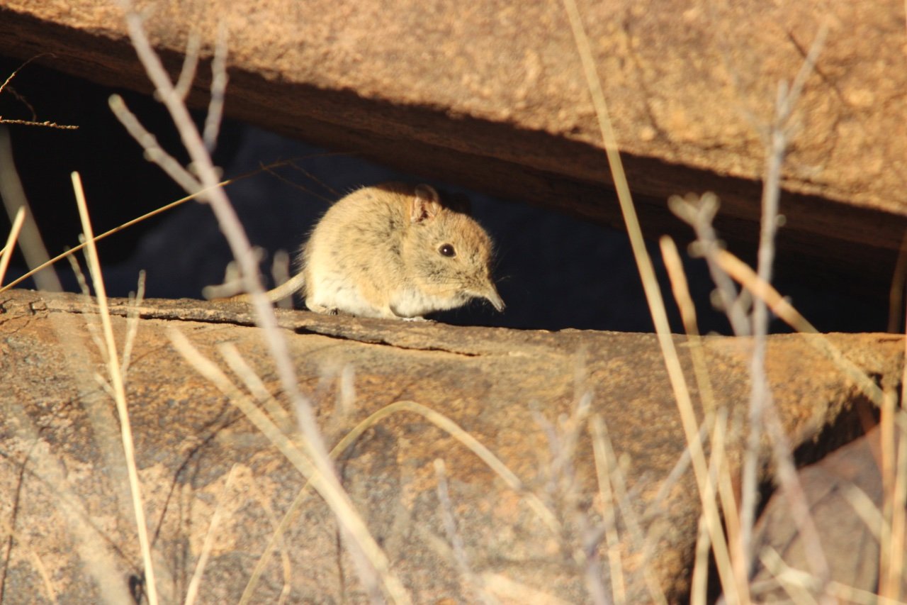 Leeu, and Ystervark, and strandwolf, oh my! - South Africa - Safaritalk