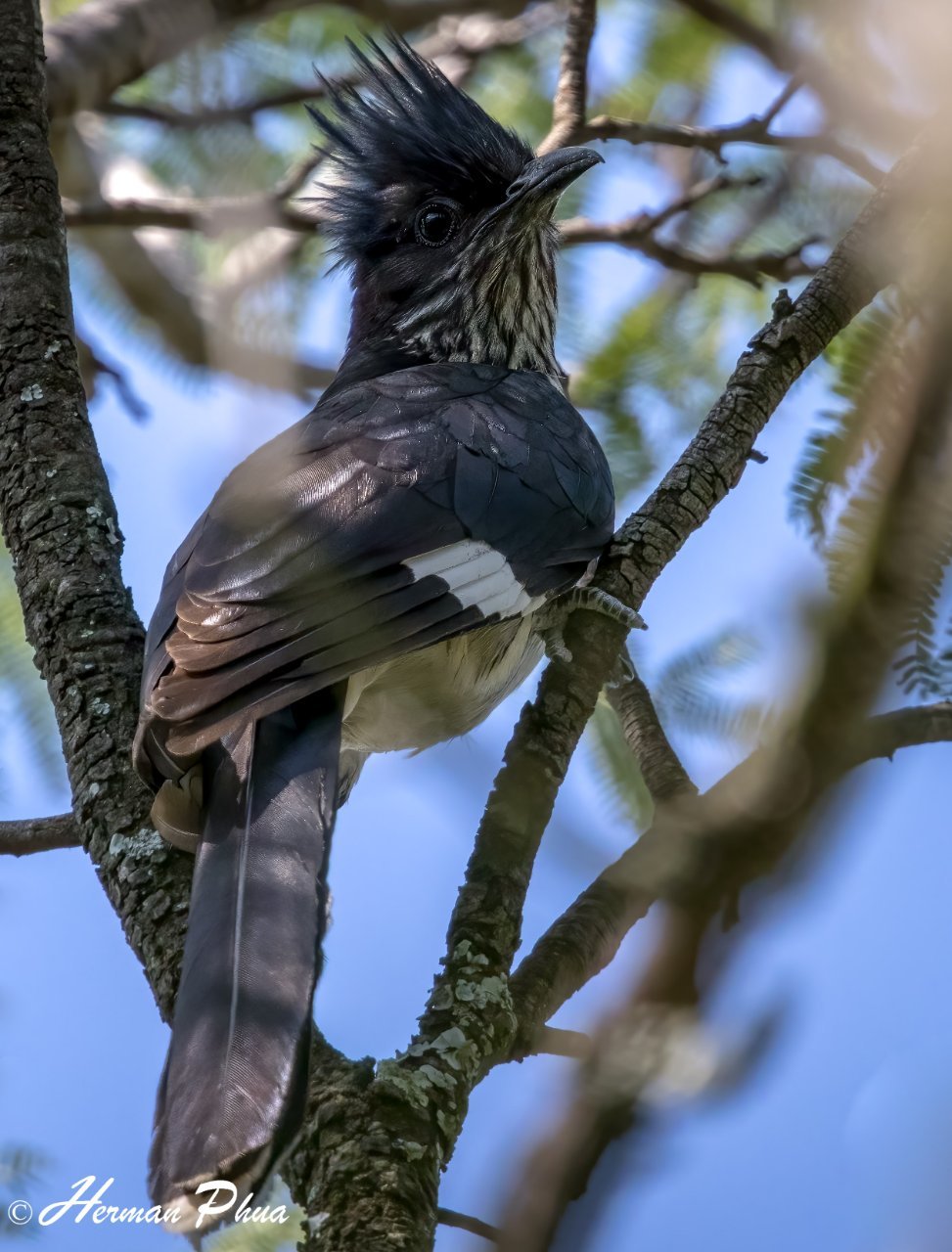 Belated BY - 6th year! Herman&Kit - Page 8 - Big Year 2023 - Safaritalk