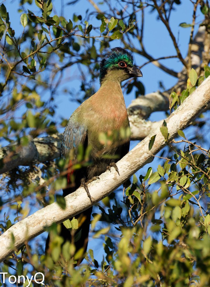 KZN winter birding and mammals- July 2023 - Page 3 - South Africa ...