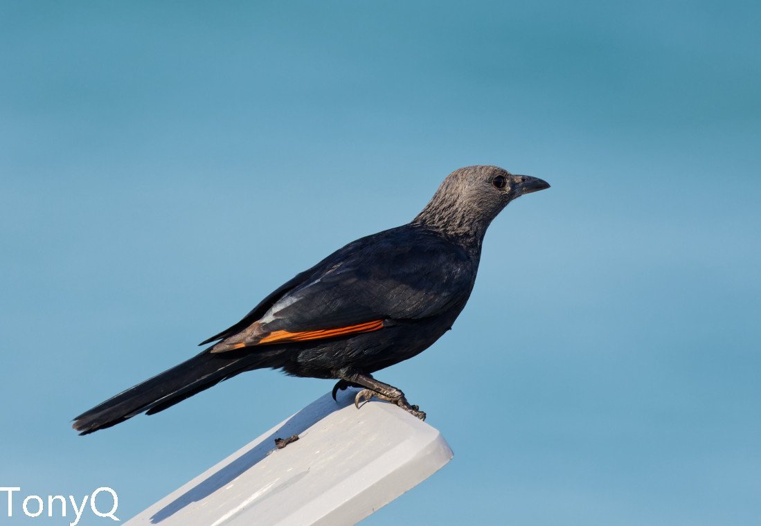 KZN winter birding and mammals- July 2023 - South Africa - Safaritalk