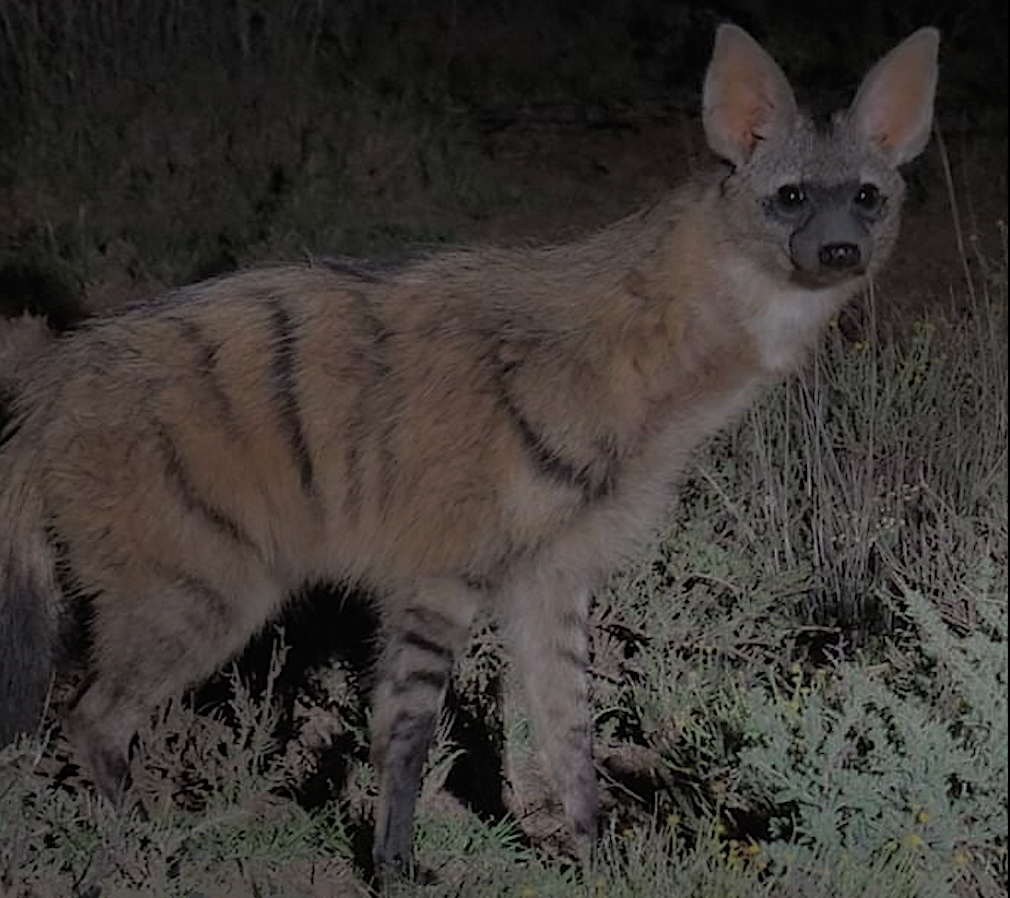 Leeu, and Ystervark, and strandwolf, oh my! - South Africa - Safaritalk