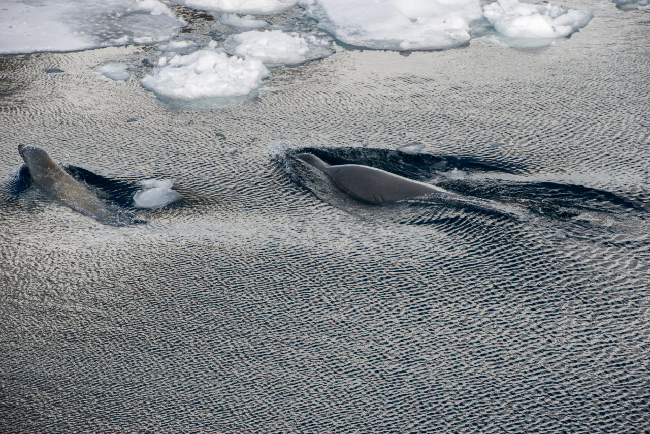 Antarctica Base Camp Expedition with Oceanwide - Antarctica - Safaritalk