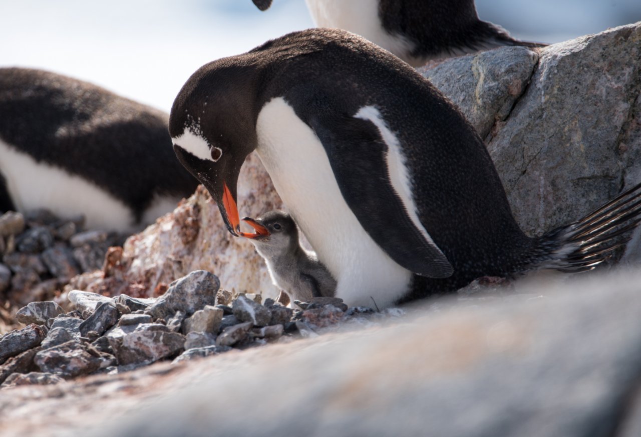 Antarctica Base Camp Expedition with Oceanwide - Antarctica - Safaritalk
