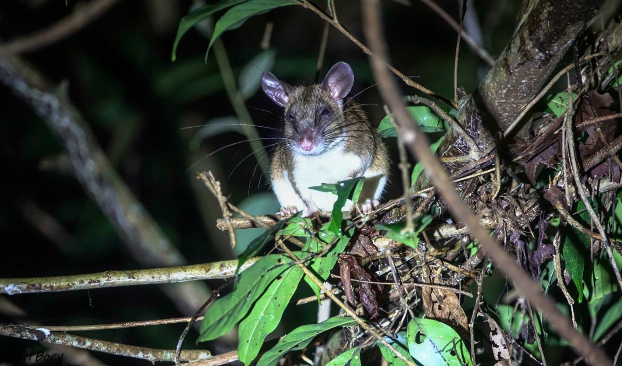 A Short Swing Through Southeast Asia - Asia - Safaritalk