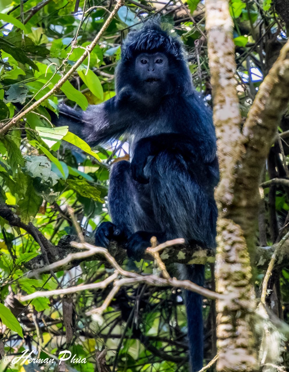 A Short Swing Through Southeast Asia - Asia - Safaritalk